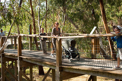 Phillip Island Highlights and Koalas Cruise Ship Tour | Tour Local