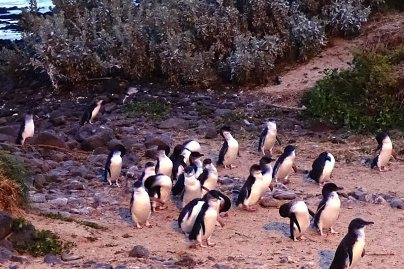 Phillip Island Tours - Best Penguin Parade Tours From Melbourne